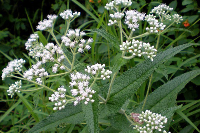 Boneset Herb - Uses And Side Effects