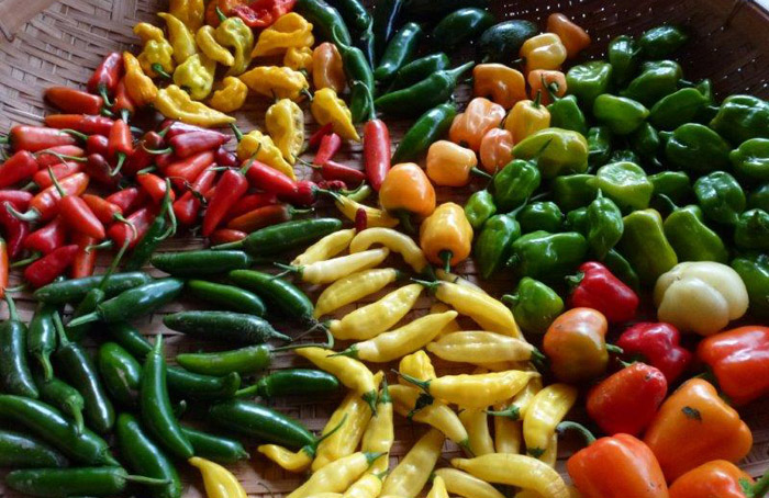 Capsicum Herb - Uses And Side Effects