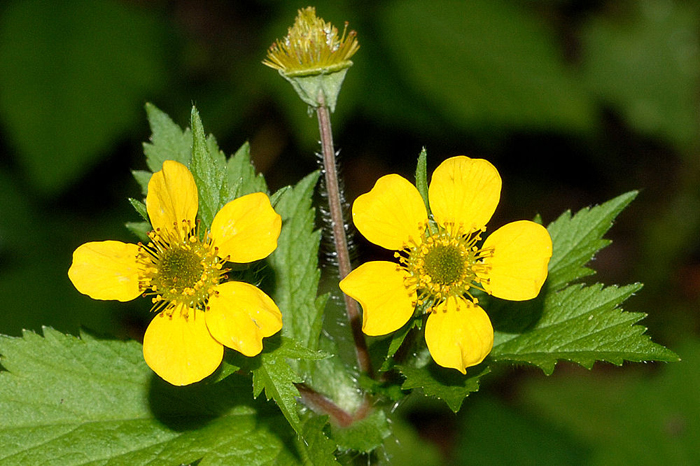 Avens Herb - Uses And Side Effects