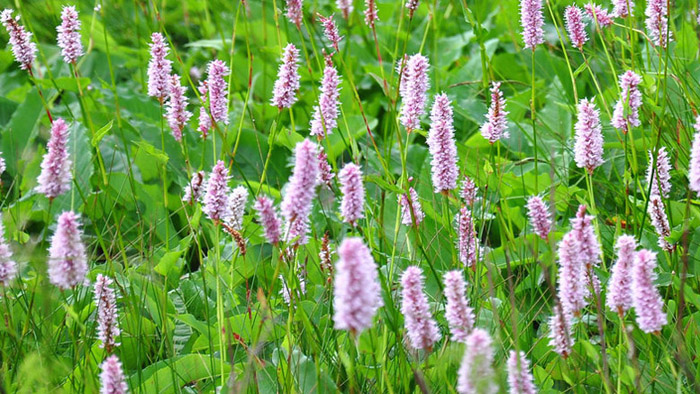 Bistort Herb - Uses And Side Effects