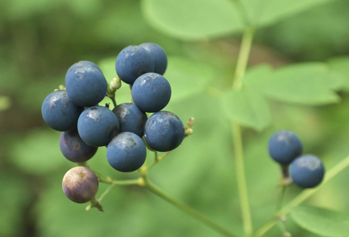 Blue Cohosh Herb - Uses And Side Effects