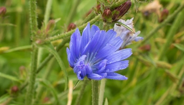 Chicory Herb - Uses And Side Effects