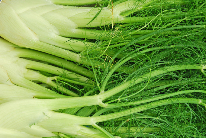 Fennel Herb - Uses And Side Effects